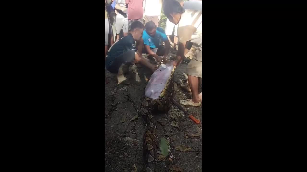 8 Meter Python Swallows Old Man In Indonesia | theYNC